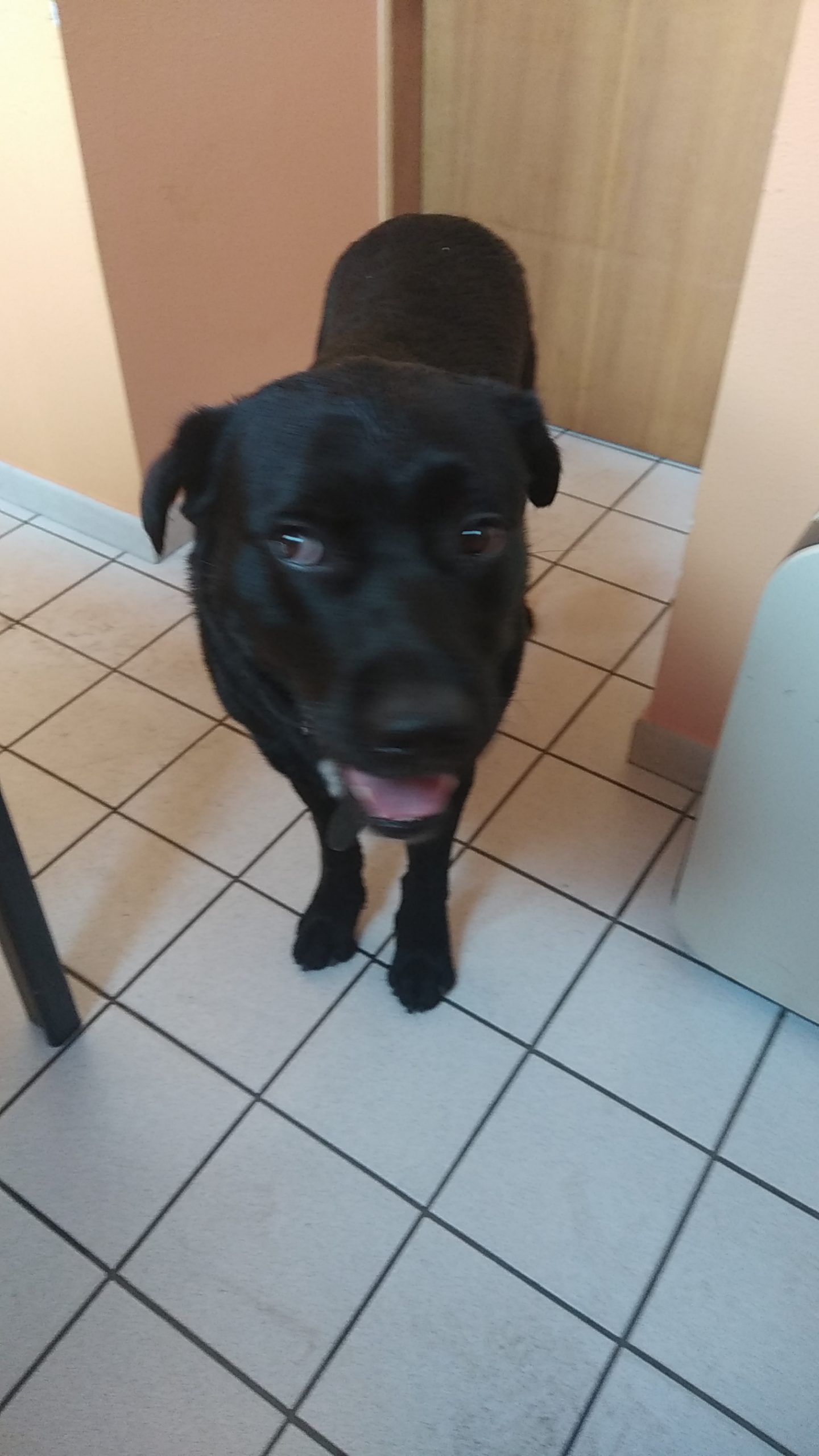 2 chiens trouvés le 24 octobre 2022 - Bonne nouvelle ils ont retrouvé ...